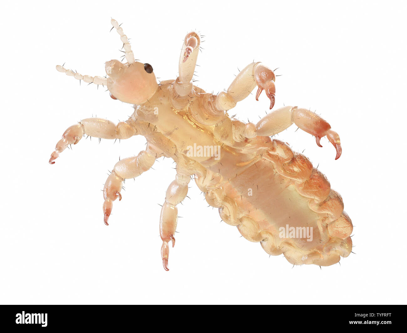 3d rendered illustration of a head louse Stock Photo - Alamy