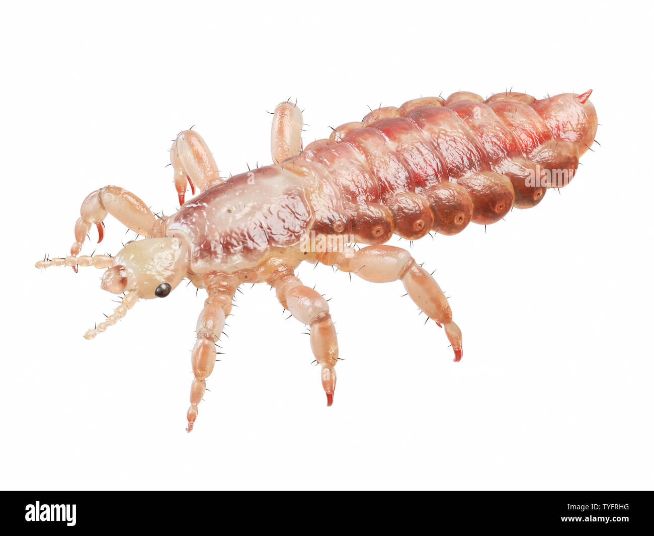 3d rendered illustration of a head louse Stock Photo - Alamy