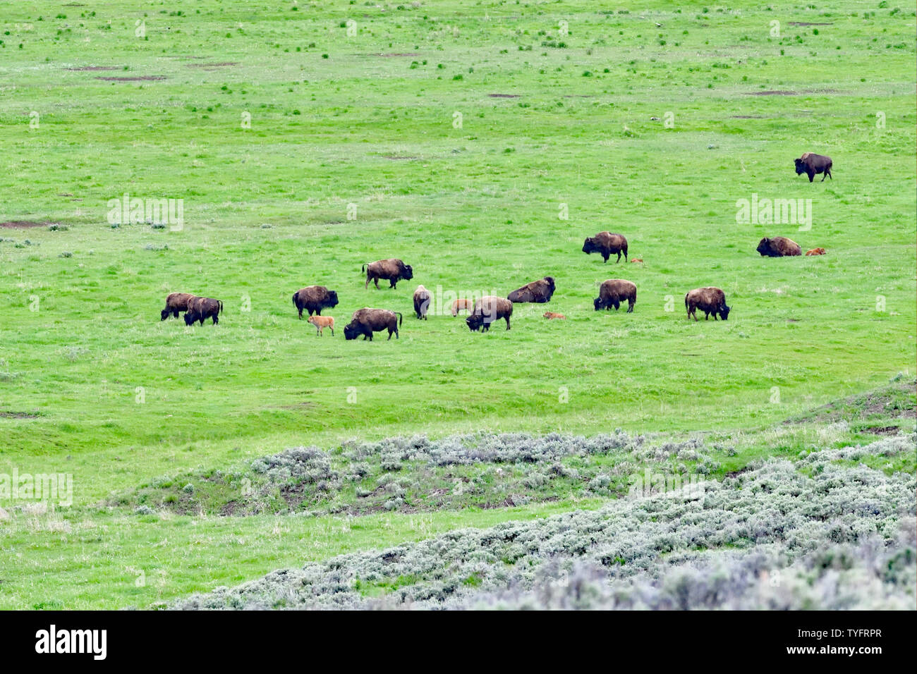 Huge Bison Herd - Yellowstone National Park Stock Photo - Alamy