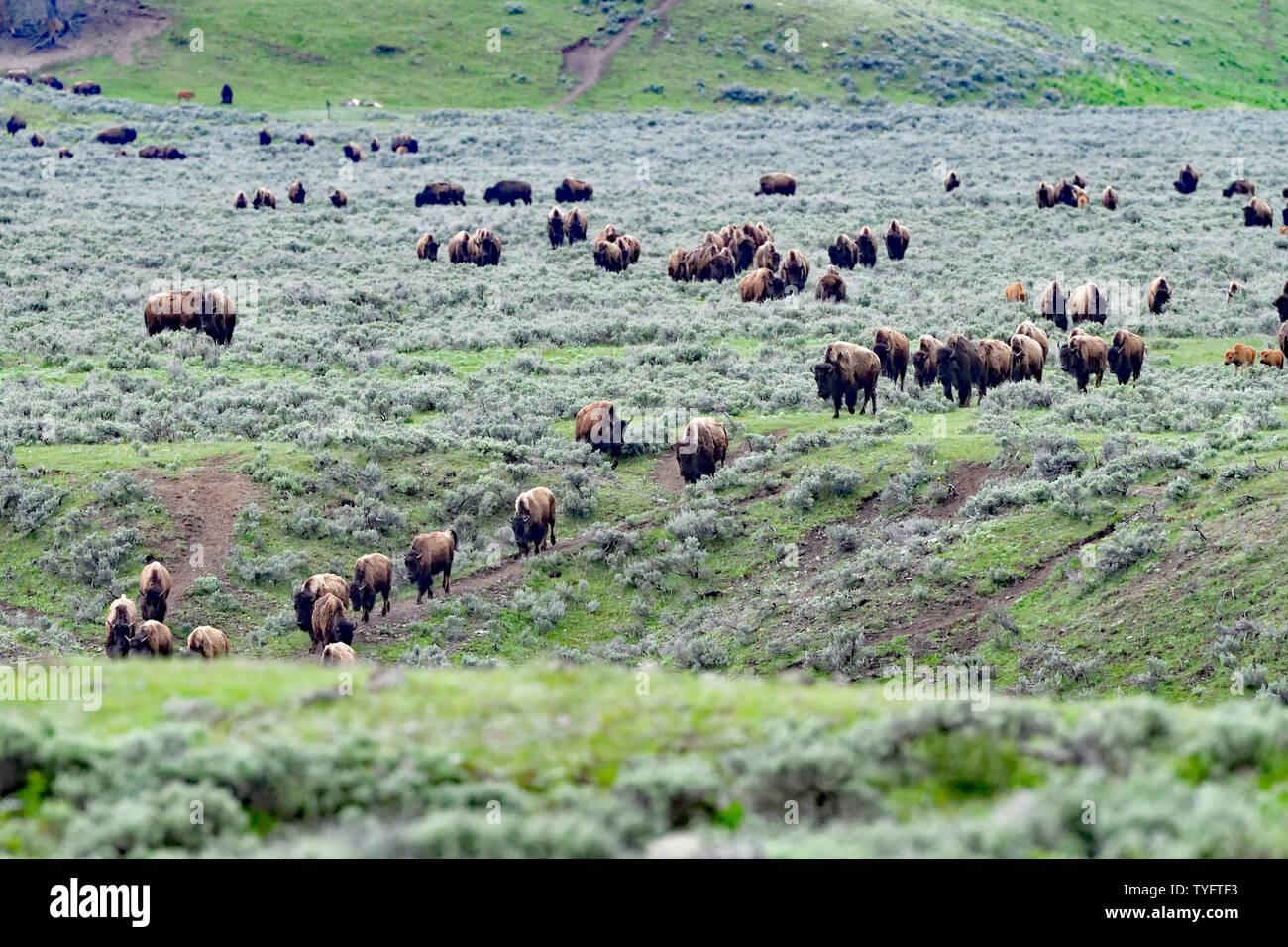 Huge Bison Herd - Yellowstone National Park Stock Photo - Alamy