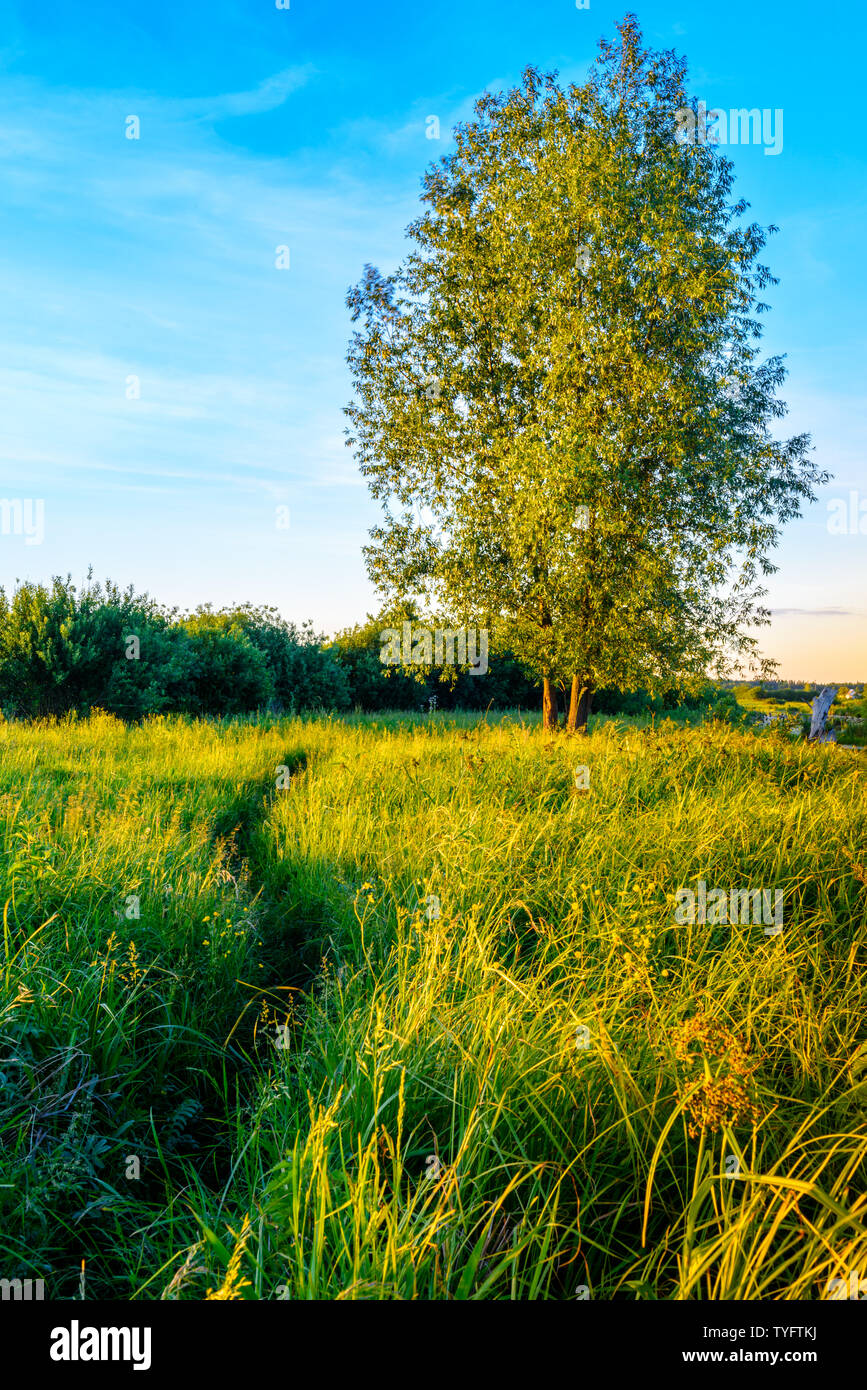 Tall grass crop hi-res stock photography and images - Alamy