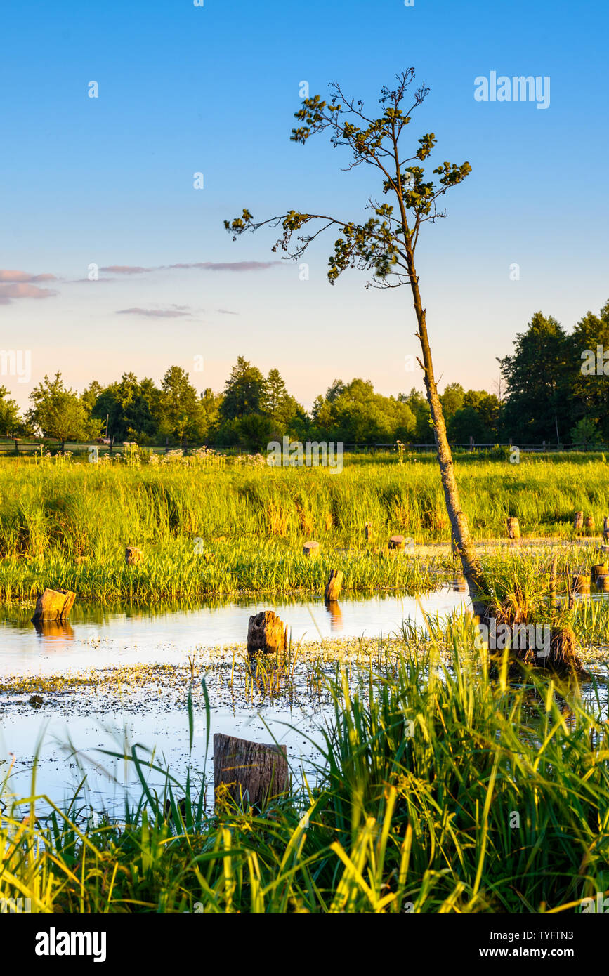 Tree near the water Stock Photo - Alamy
