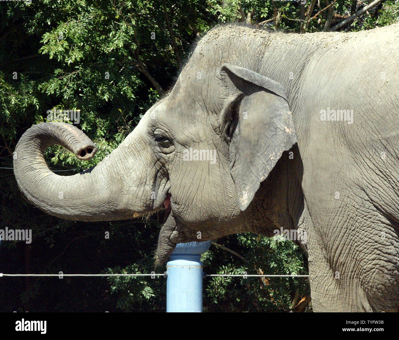 A larger Asian elephant does his GOP pose for visitors to the Audubon ...