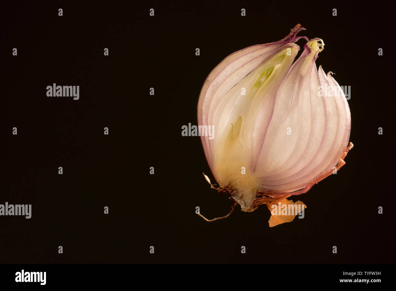 Suspended onion hi-res stock photography and images - Alamy