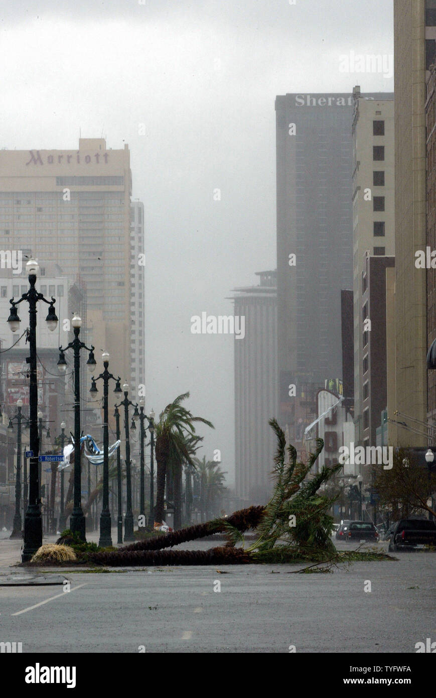 Palm trees lie toppled on Canal Street in New Orleans as Hurricane ...
