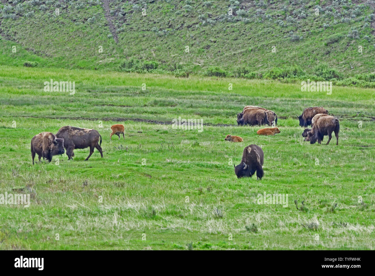 Huge Bison Herd - Yellowstone National Park Stock Photo - Alamy