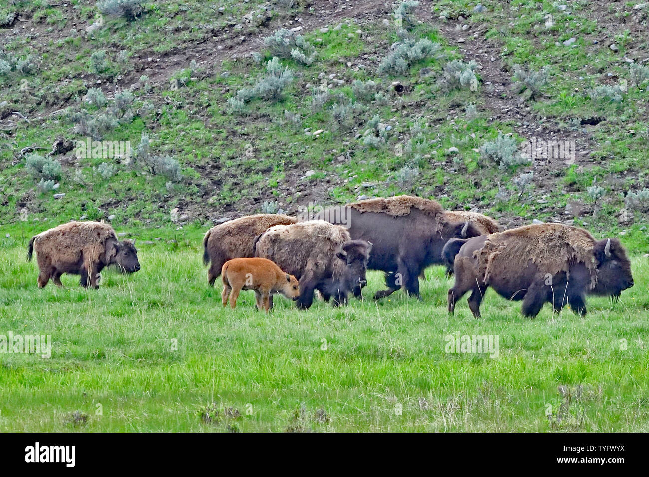 Huge Bison Herd - Yellowstone National Park Stock Photo - Alamy