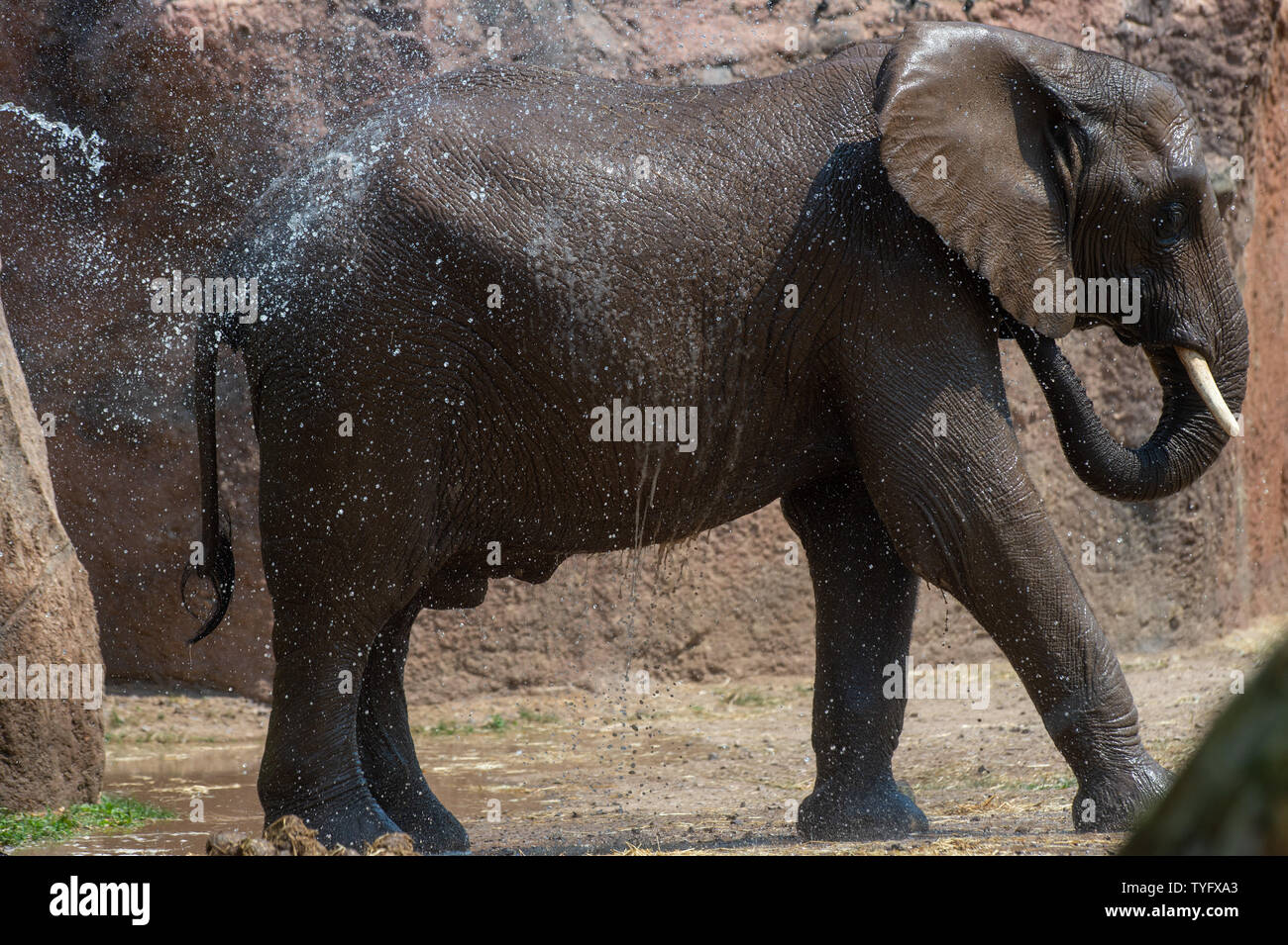 Magdeburg, Germany. 26th June, 2019. An African elephant stands in its ...