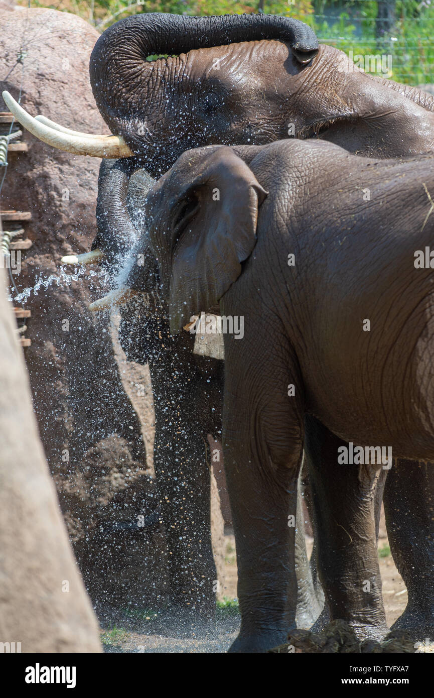 Magdeburg, Germany. 26th June, 2019. Three African elephants drink from ...