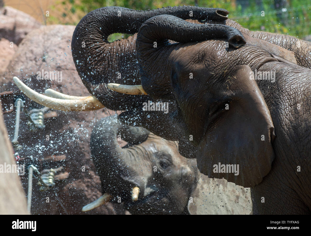 Magdeburg, Germany. 26th June, 2019. African elephants drink from the ...