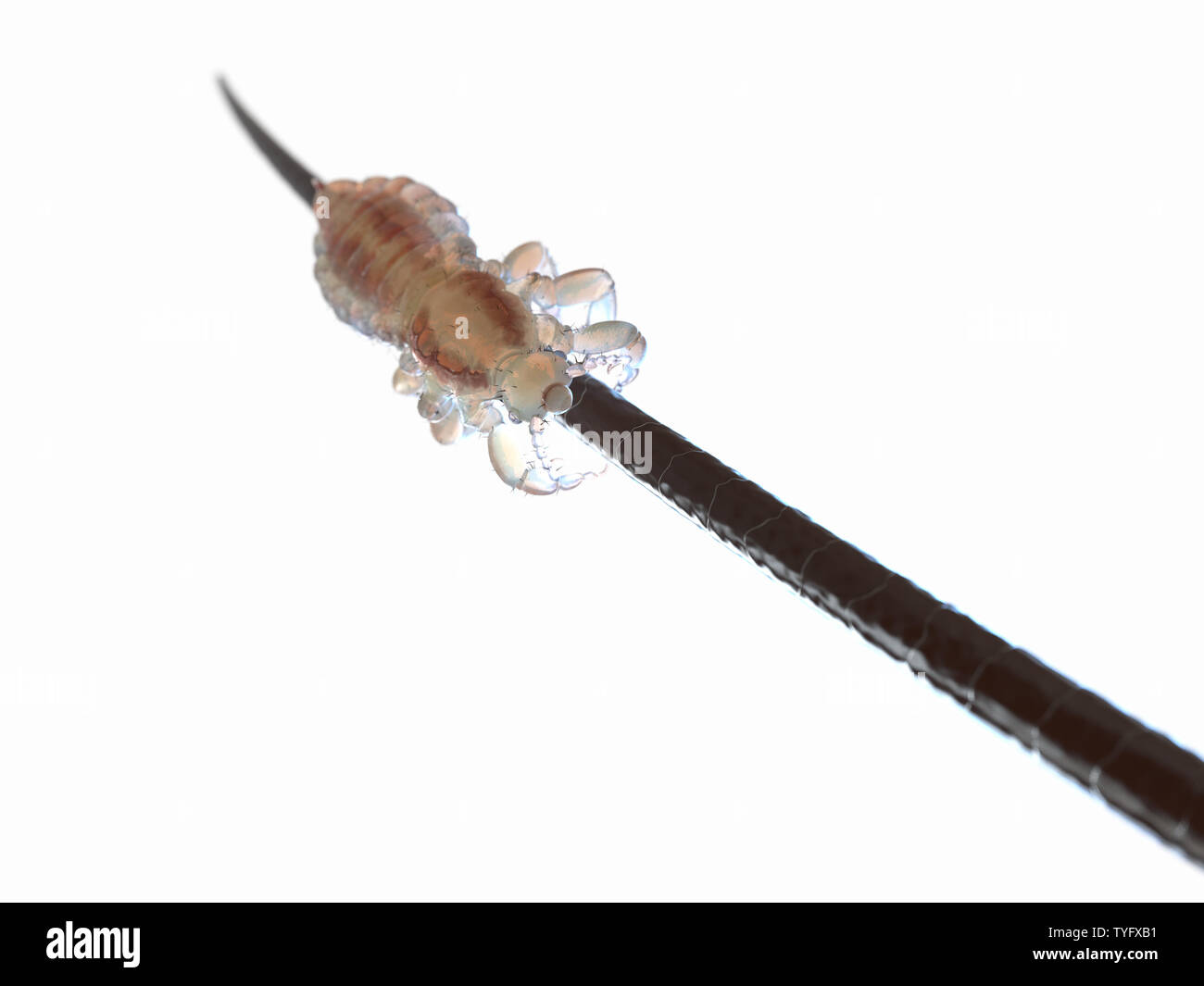 Arthropod head Cut Out Stock Images & Pictures - Alamy