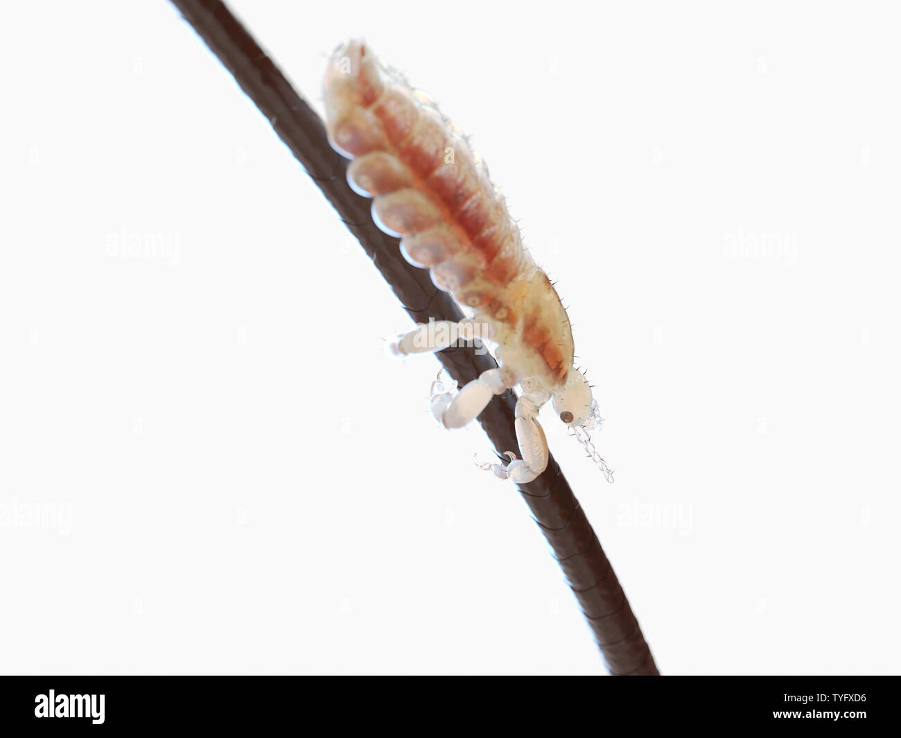 Human lice isolated Cut Out Stock Images & Pictures - Alamy