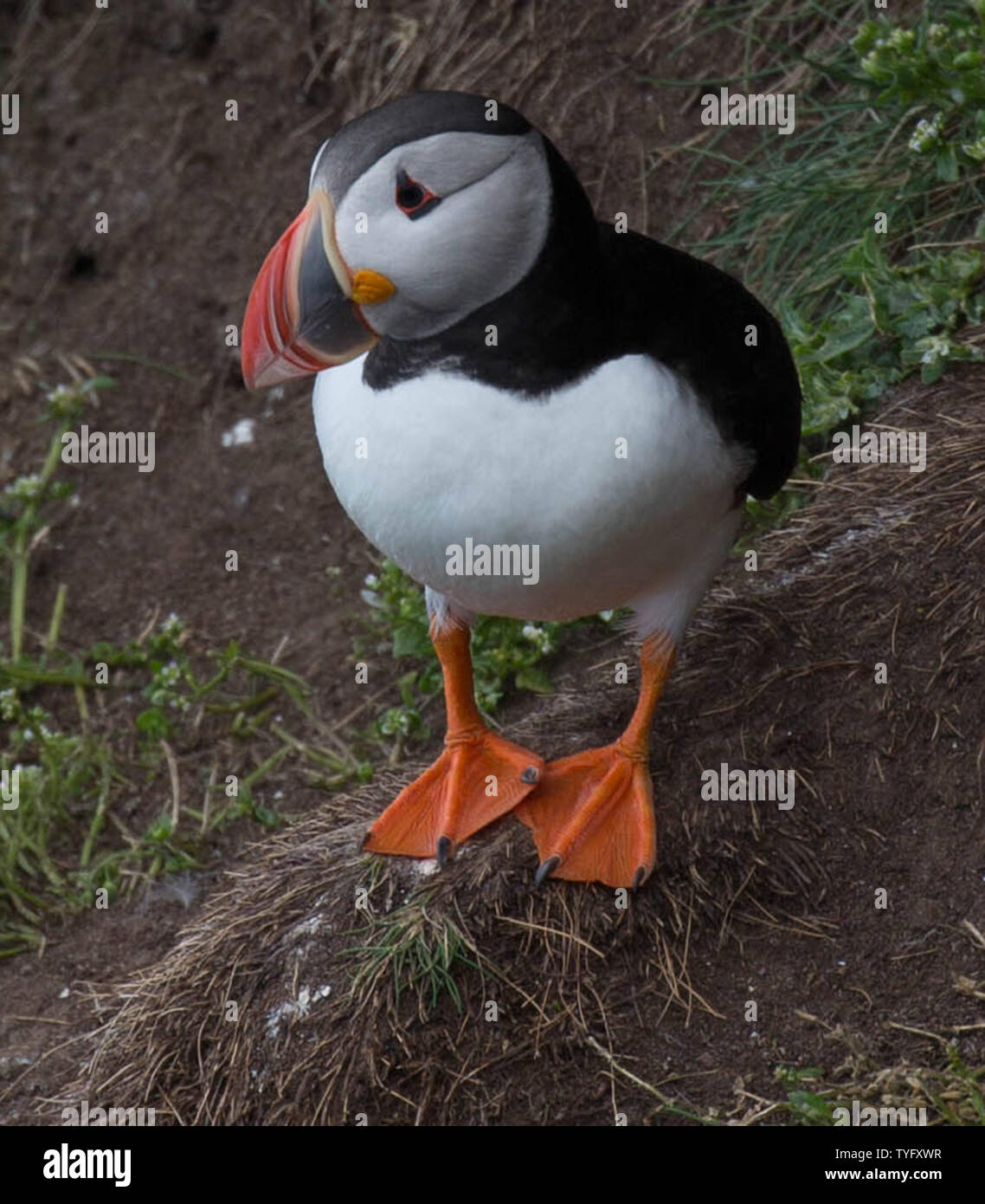Puffin with coloured beak hi-res stock photography and images - Alamy