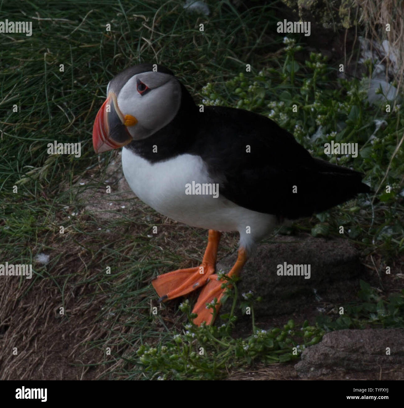 Puffin coloured beak scotland hi-res stock photography and images - Alamy