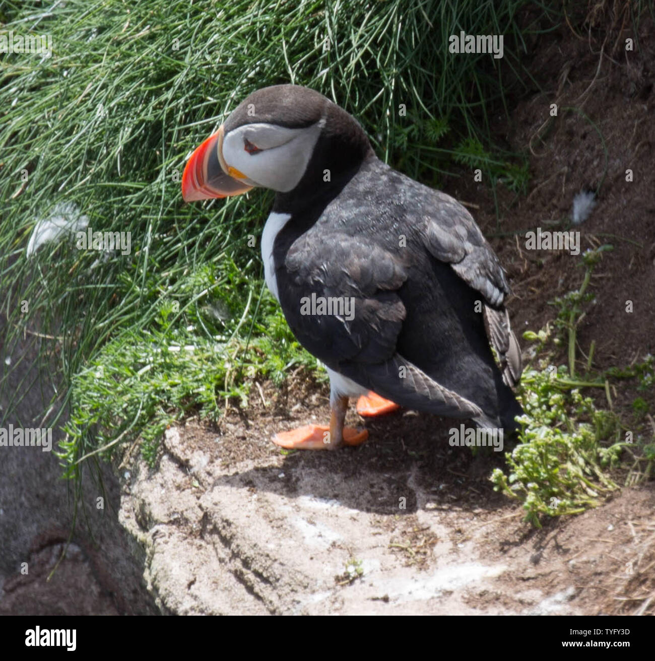 Puffin with coloured beak hi-res stock photography and images - Alamy