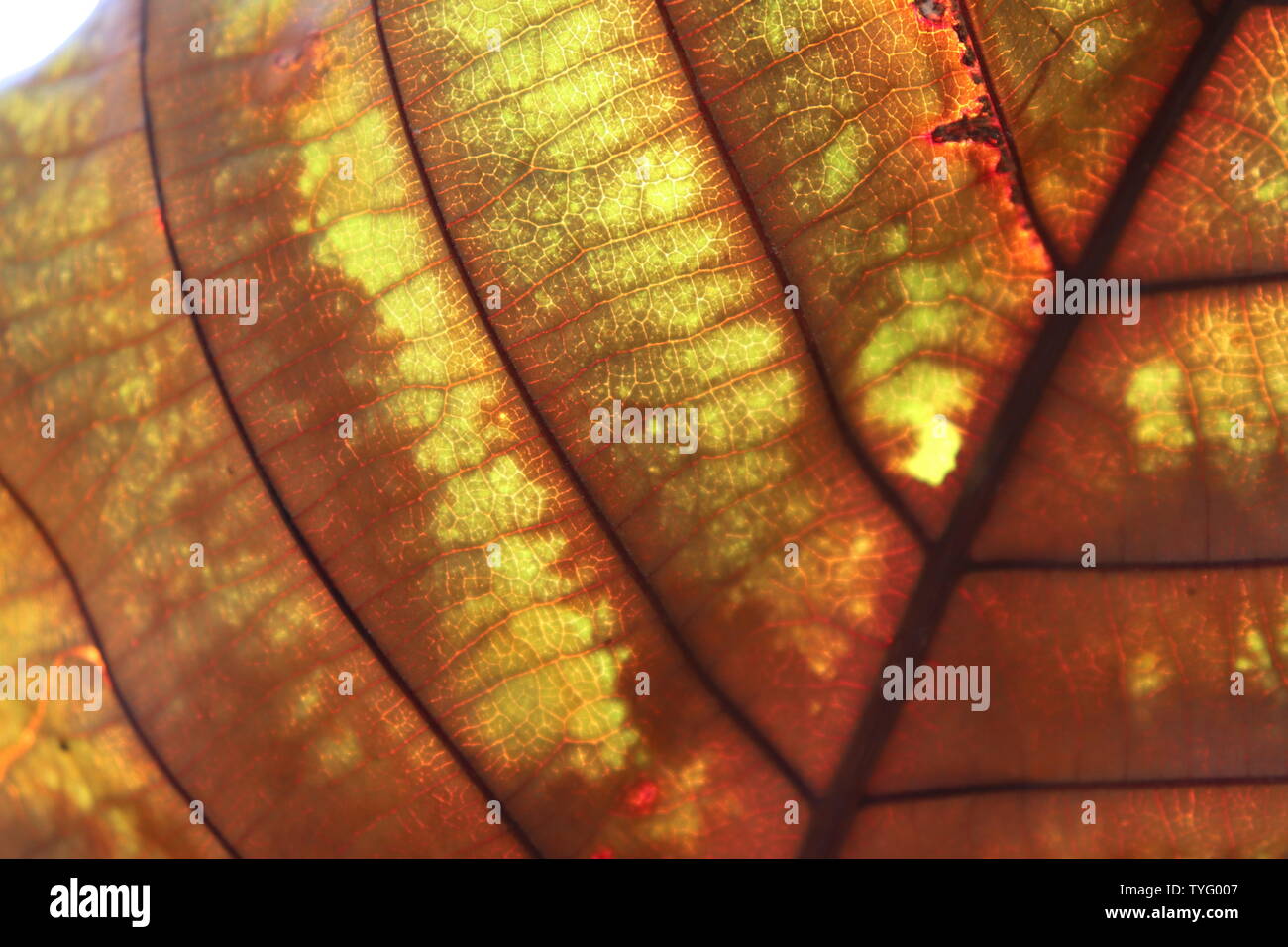 fiber motif of teak tree leaves Stock Photo - Alamy