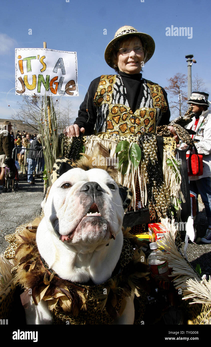 Bulldog french mardi gras hi-res stock photography and images - Alamy