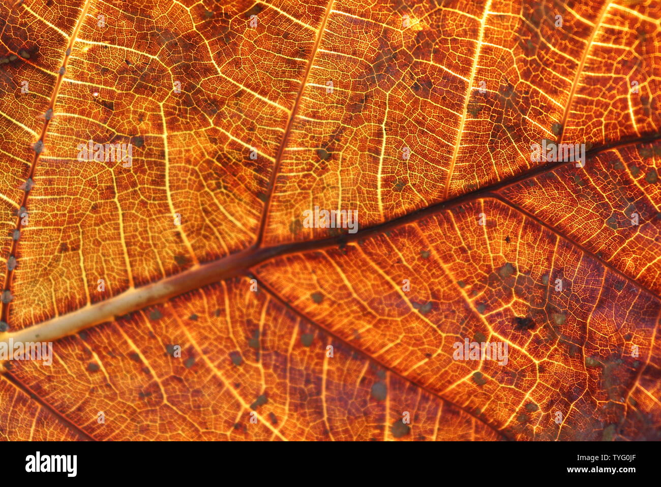 fiber motif of teak tree leaves Stock Photo - Alamy