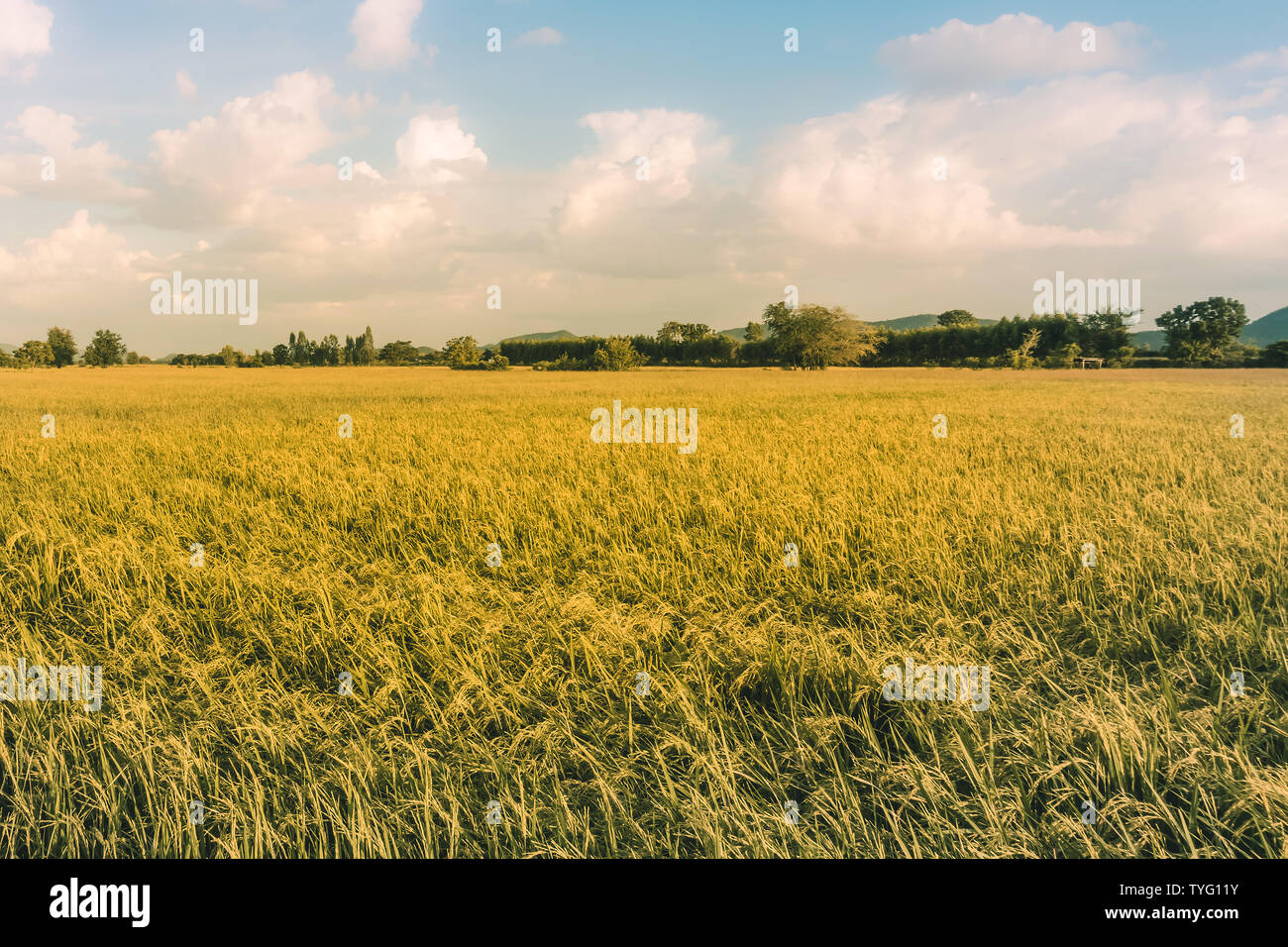 Rice fields in the evening before sunset Stock Photo - Alamy