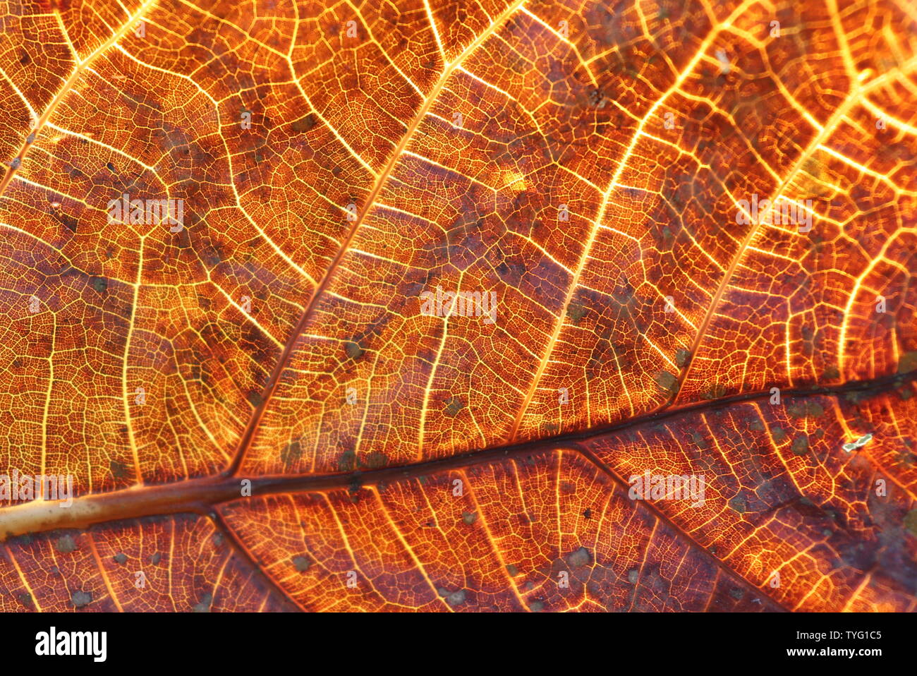 fiber motif of teak tree leaves Stock Photo - Alamy