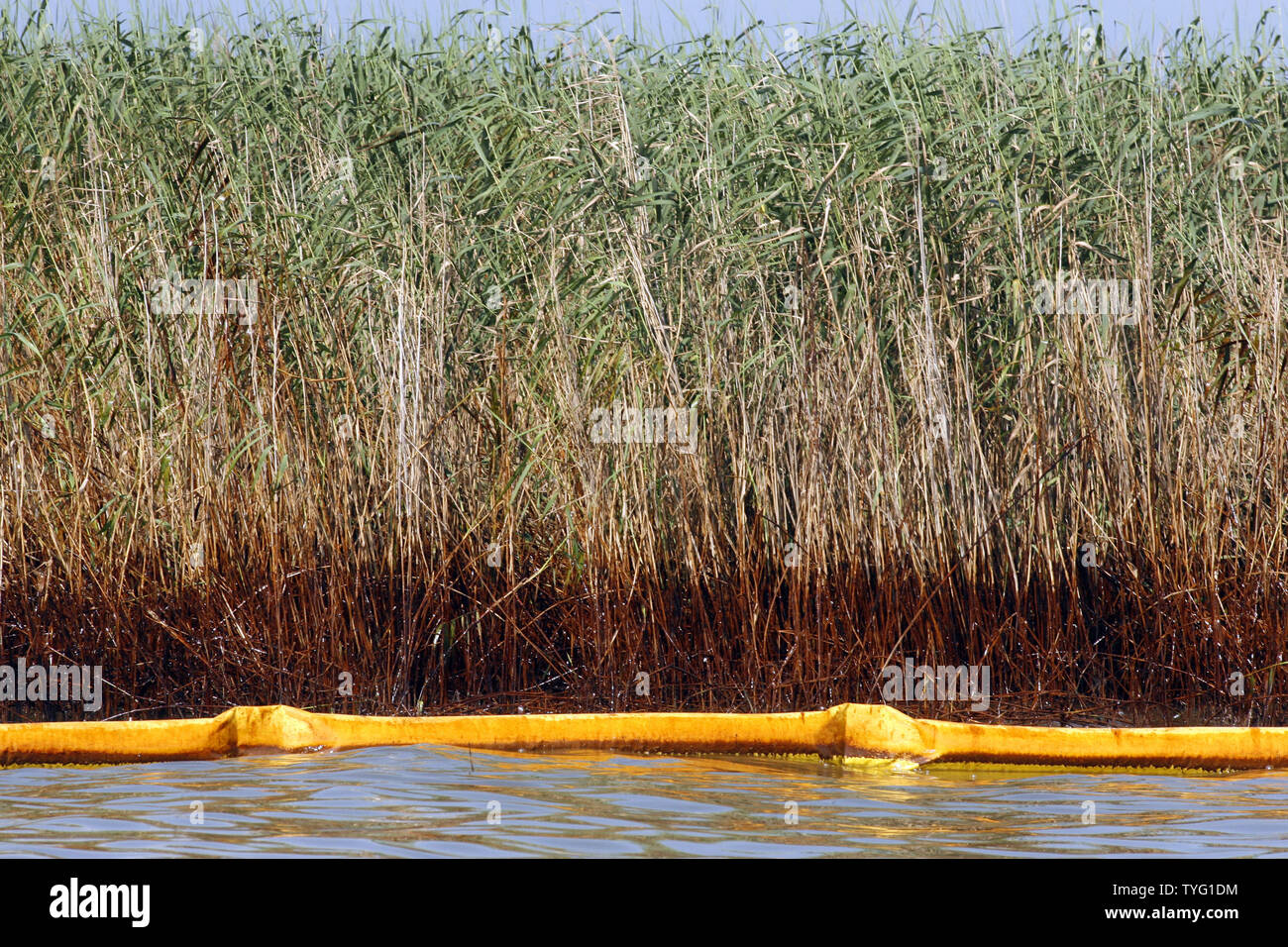 Despite the yellow containment boom, marsh grass is stained with crude ...