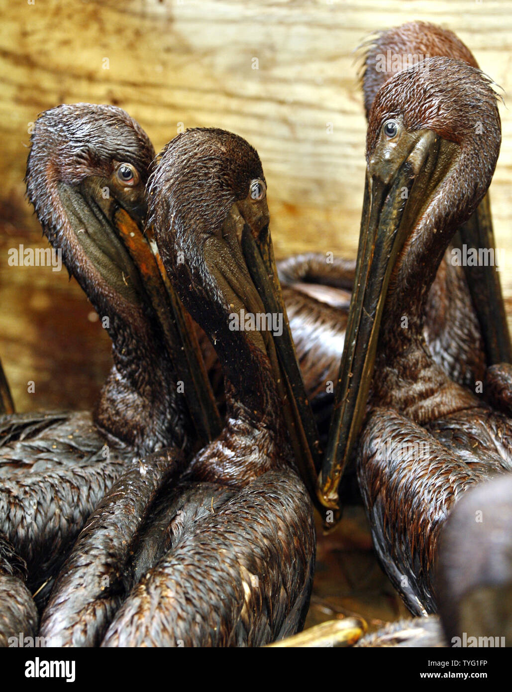 Bird covered in oil hi-res stock photography and images - Alamy