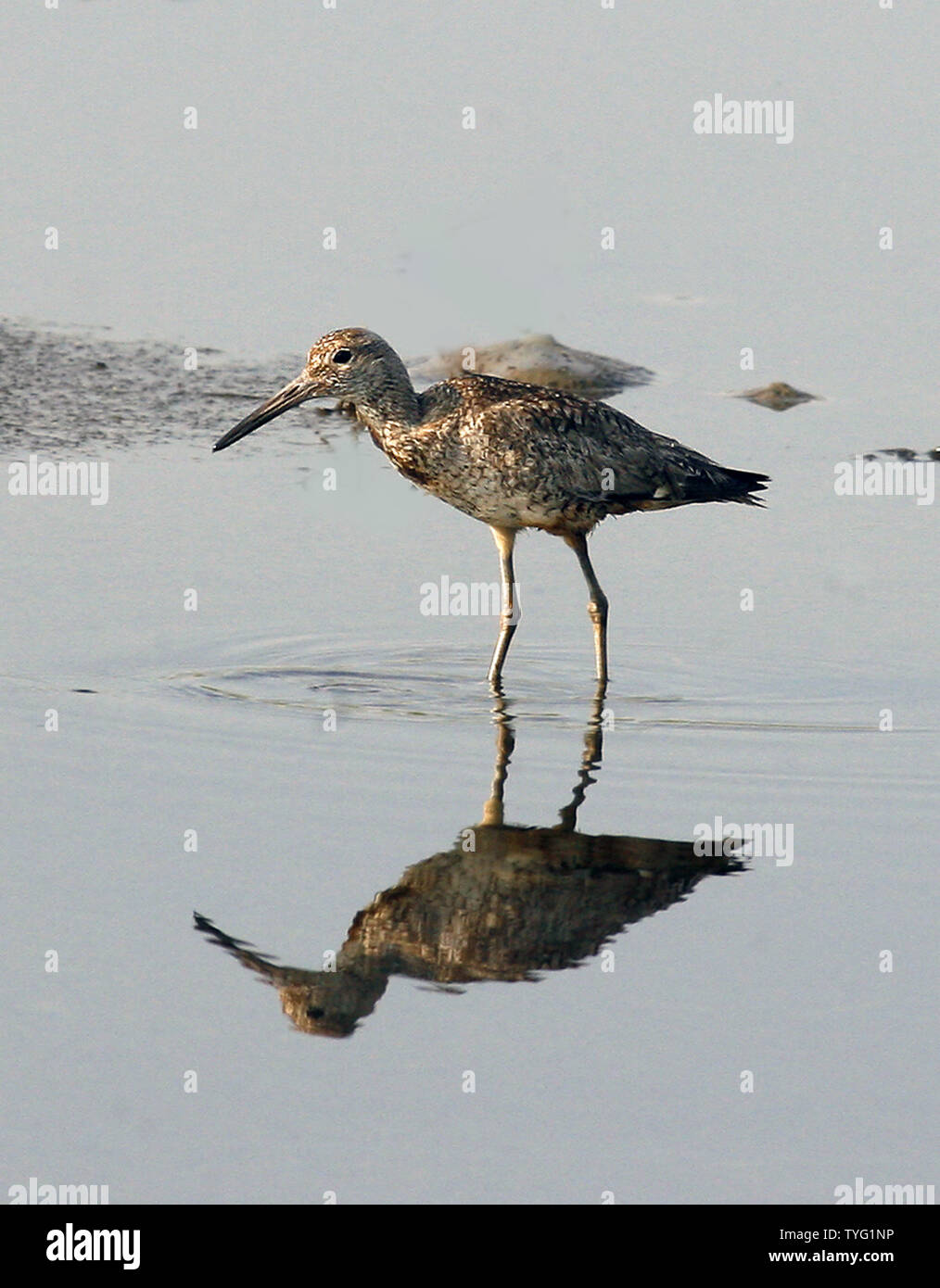 A sea bird wades in shallow water off Grand Terre Island, Louisiana ...