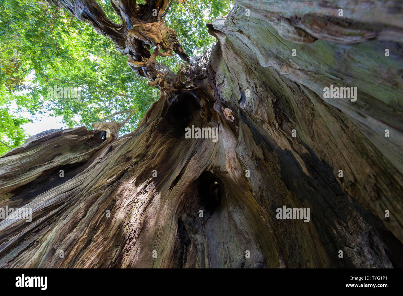 Old trees, southern yew Stock Photo - Alamy