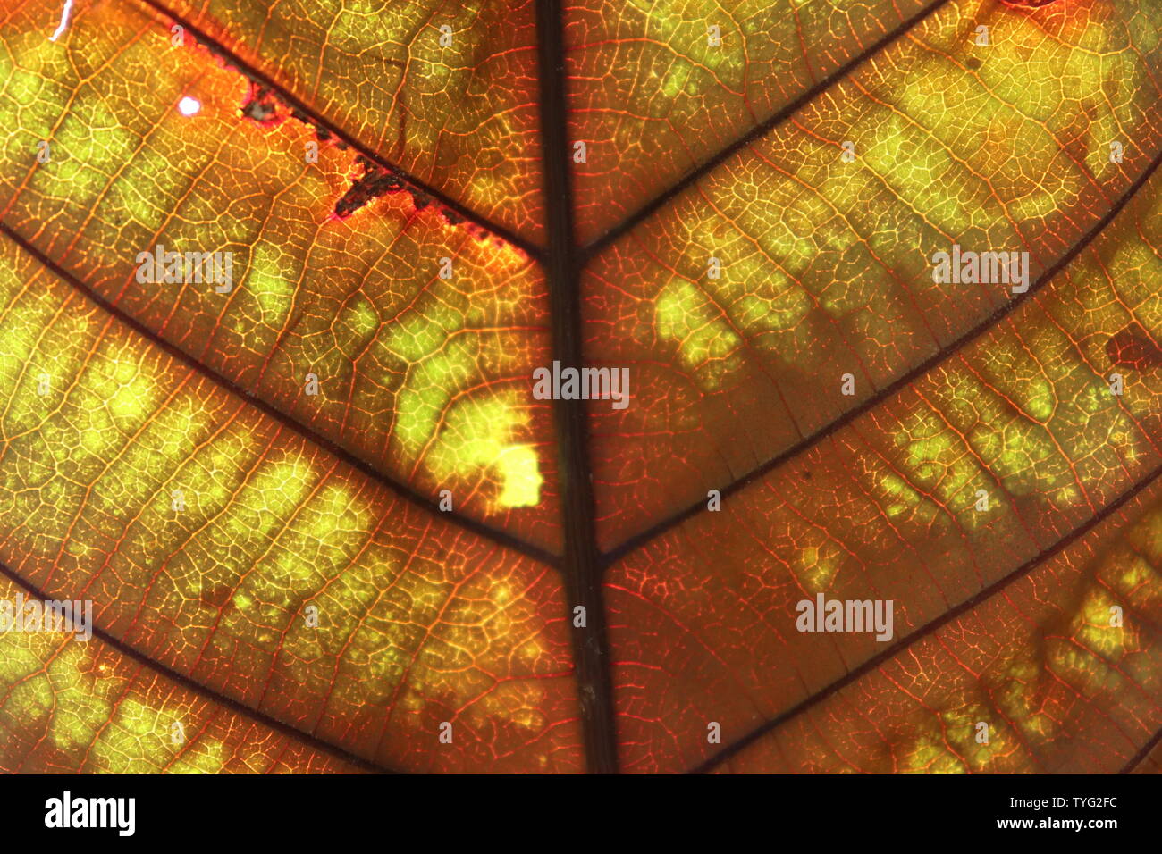 fiber motif of teak tree leaves Stock Photo - Alamy