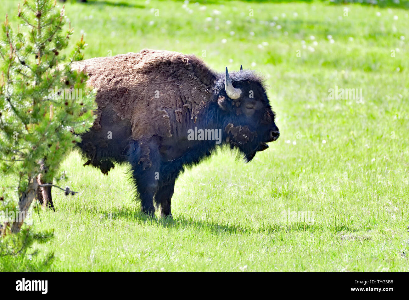 Bison Portrait - Yellowstone Stock Photo - Alamy