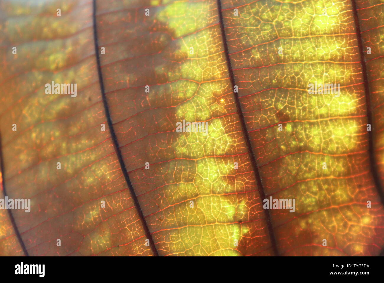 Teak tree hi-res stock photography and images - Alamy