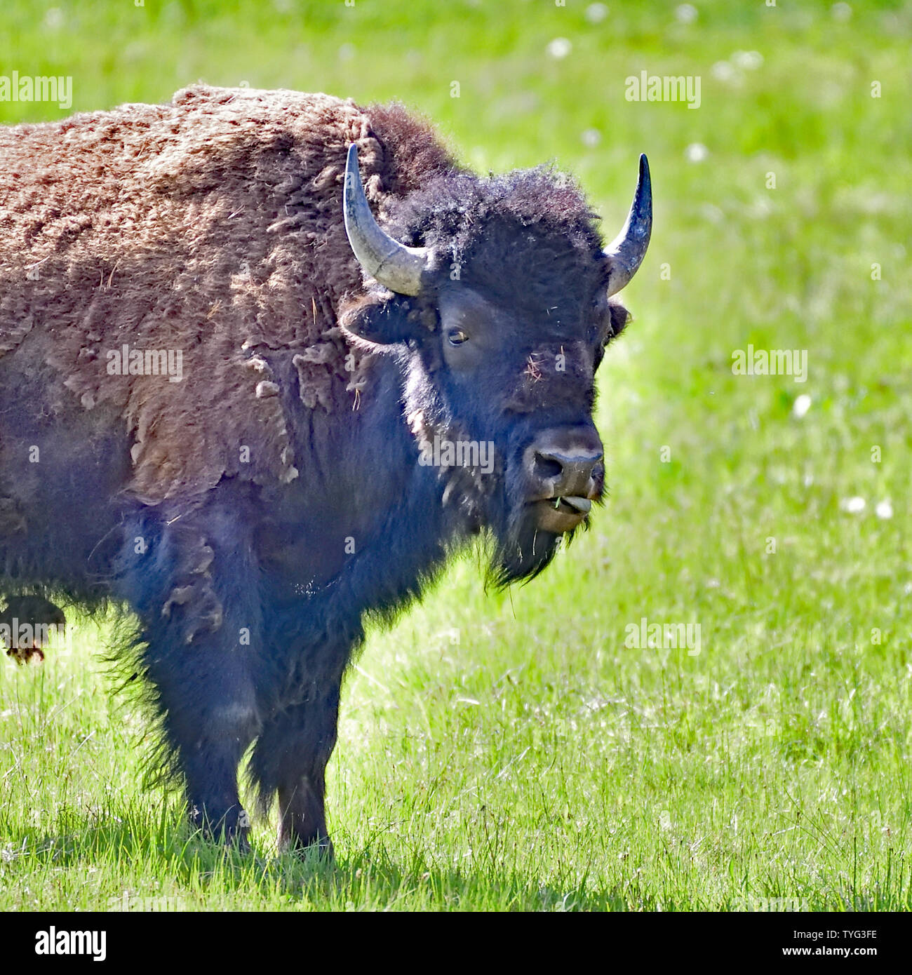 Bison portrait hi-res stock photography and images - Alamy