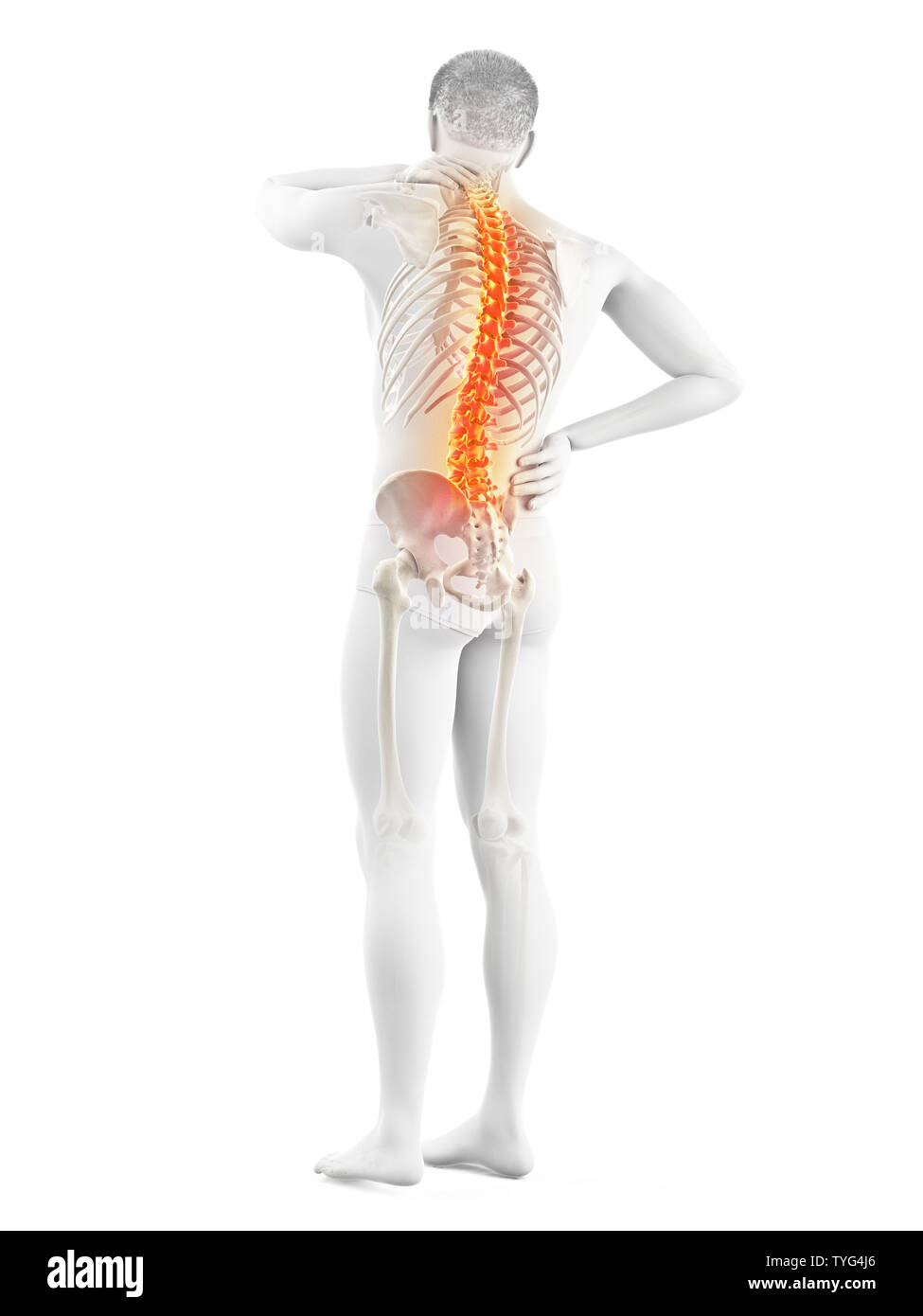 X ray human back spine Cut Out Stock Images & Pictures - Alamy