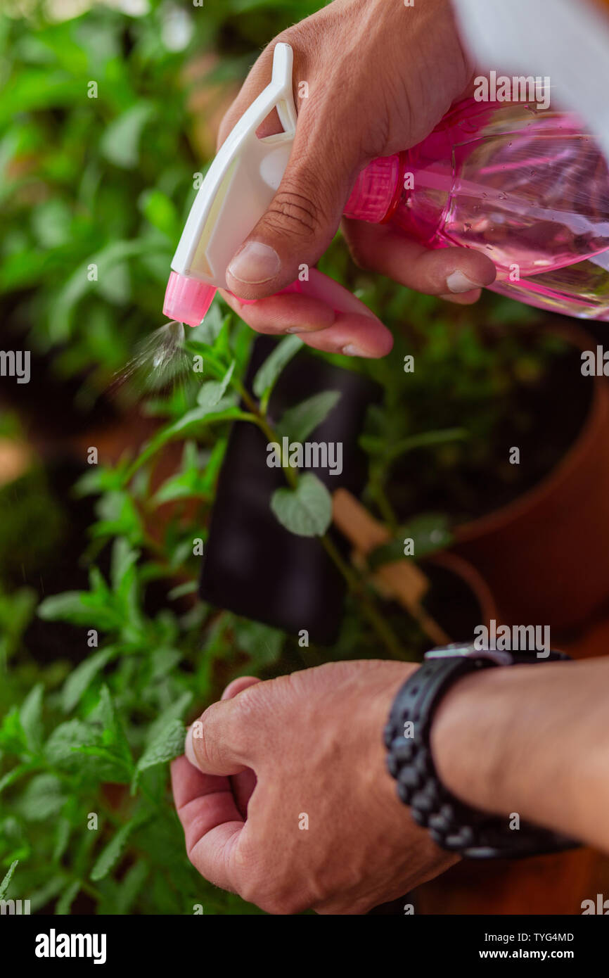 Water from sprinkling can spraying plants in a shop Stock Photo - Alamy