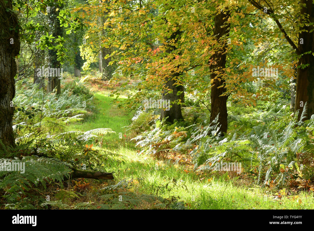 Late summer sunlight brings mellow colours on a meandering path through ...