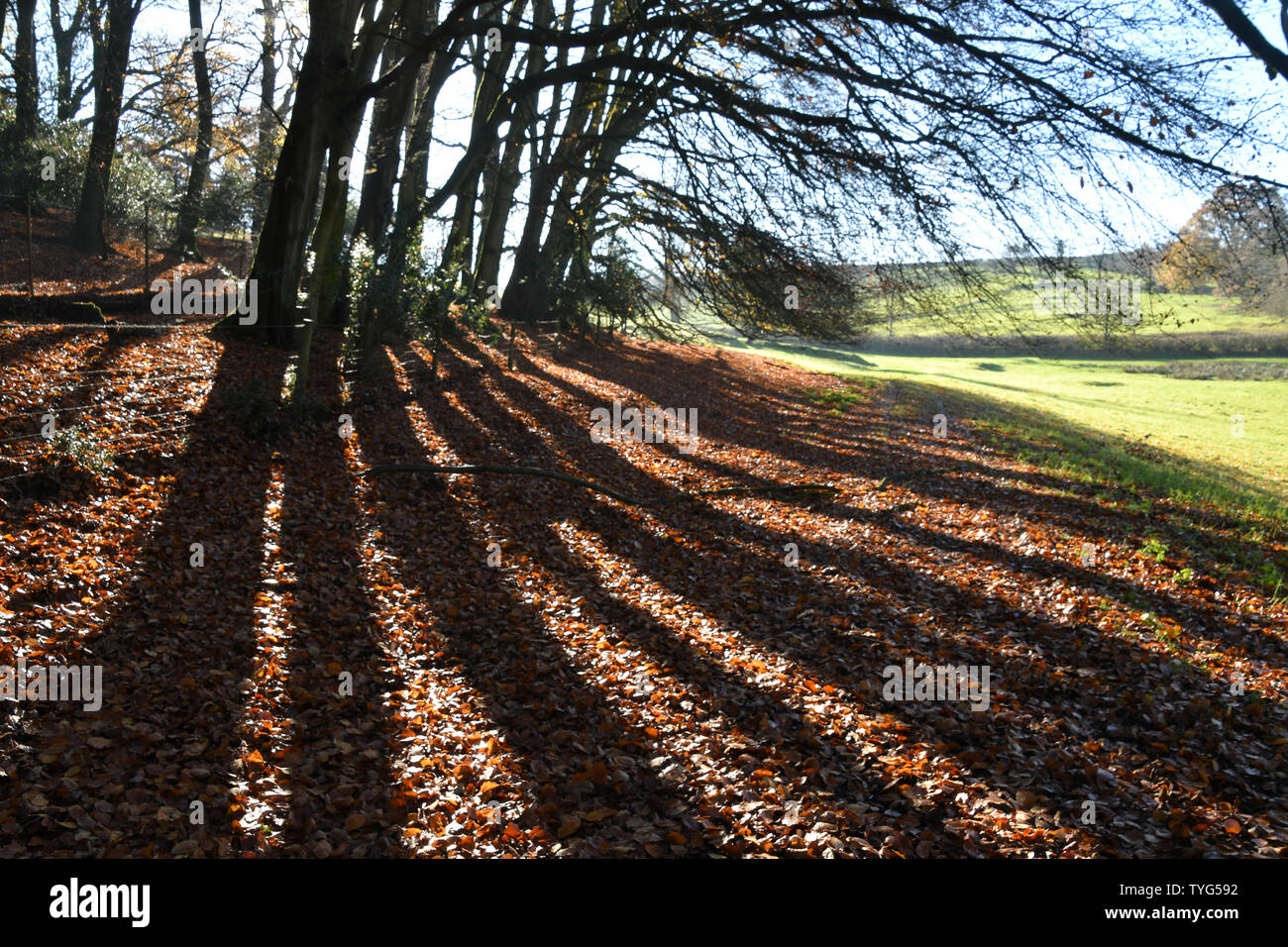 Strong Autumn sunlight creates dense shadows from the old beech trees ...