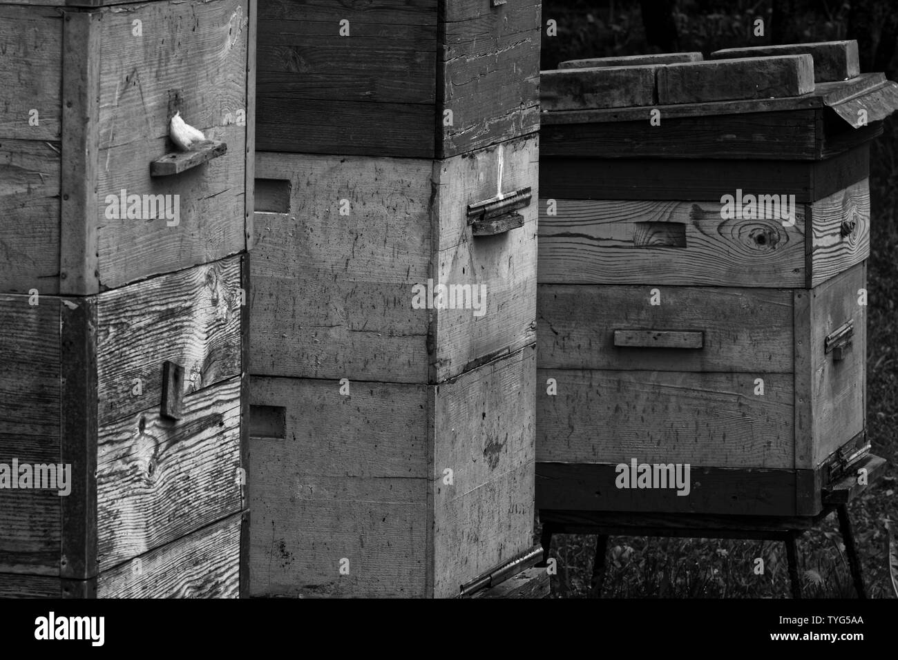 Bees In Open Bee Hive Box Stock Photo Alamy bees-in-open-bee-hive-box-stock-photo-alamy