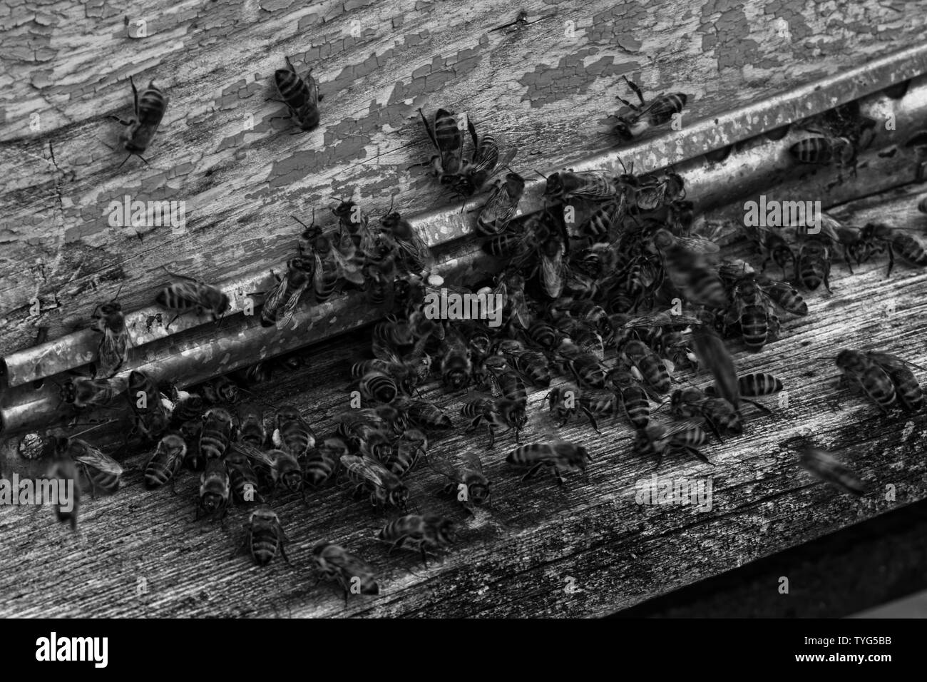 Beekeeping box hive beehive Black and White Stock Photos & Images - Alamy