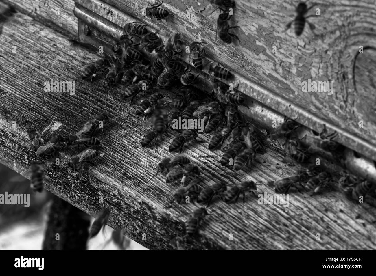 Bees in open bee hive Black and White Stock Photos & Images - Alamy