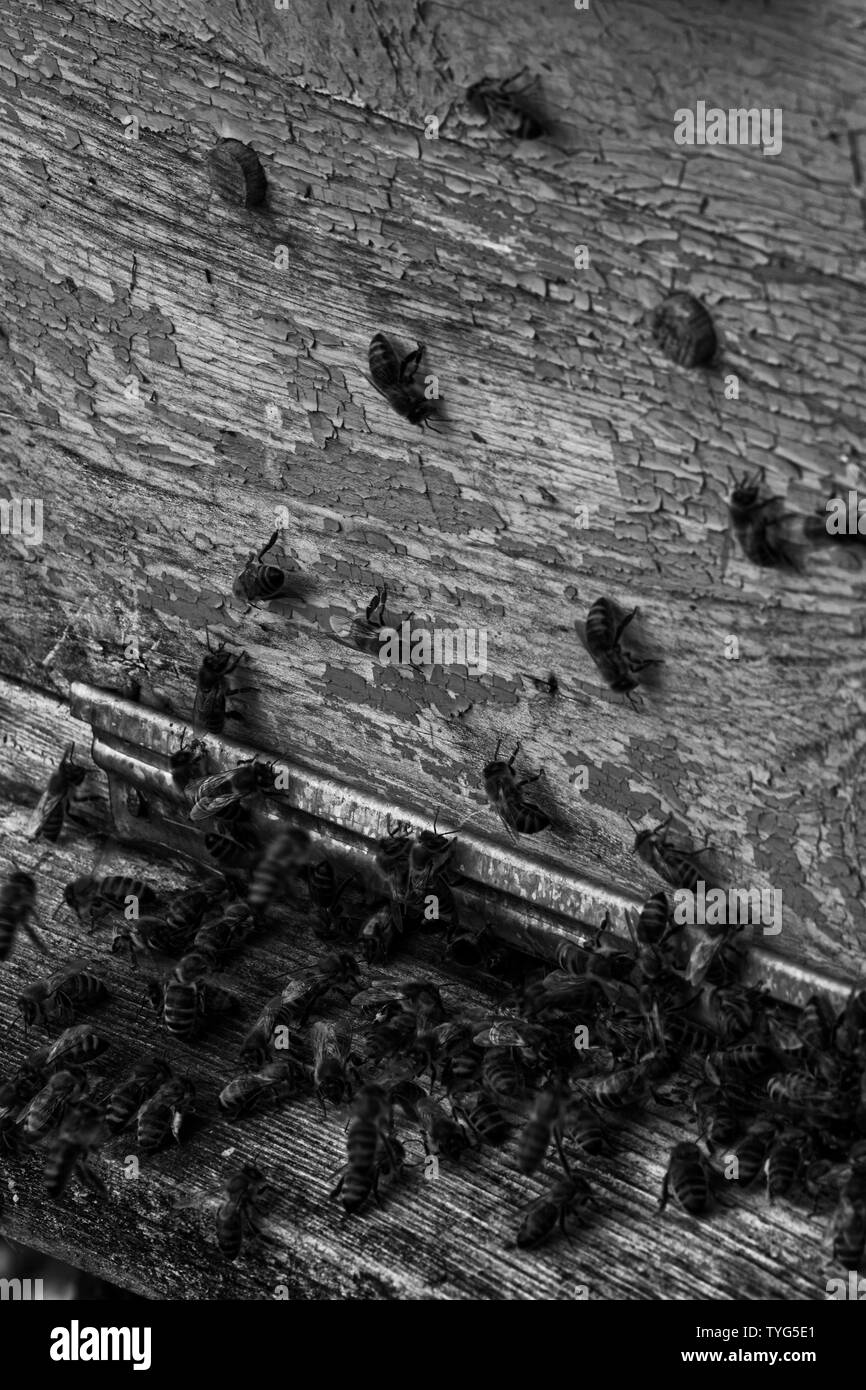 Beekeeping box hive beehive Black and White Stock Photos & Images - Alamy