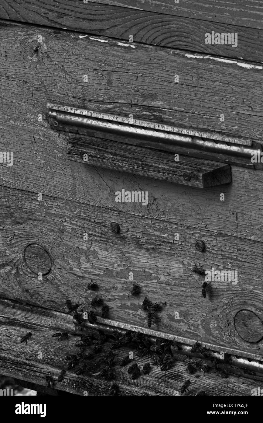 Bees in open bee hive Black and White Stock Photos & Images - Alamy
