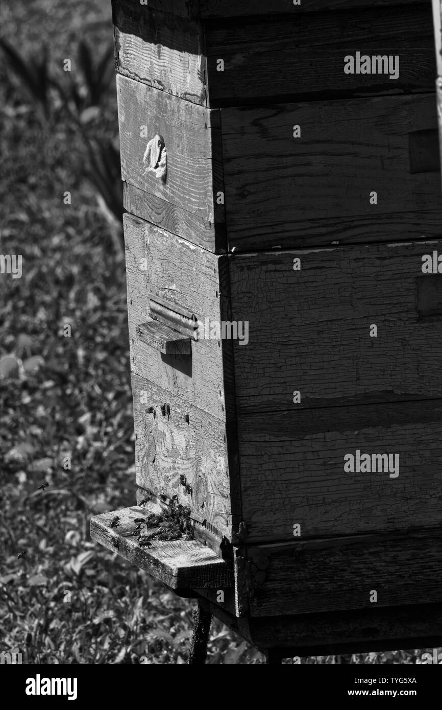 Honey bees flying into hive Black and White Stock Photos & Images - Alamy