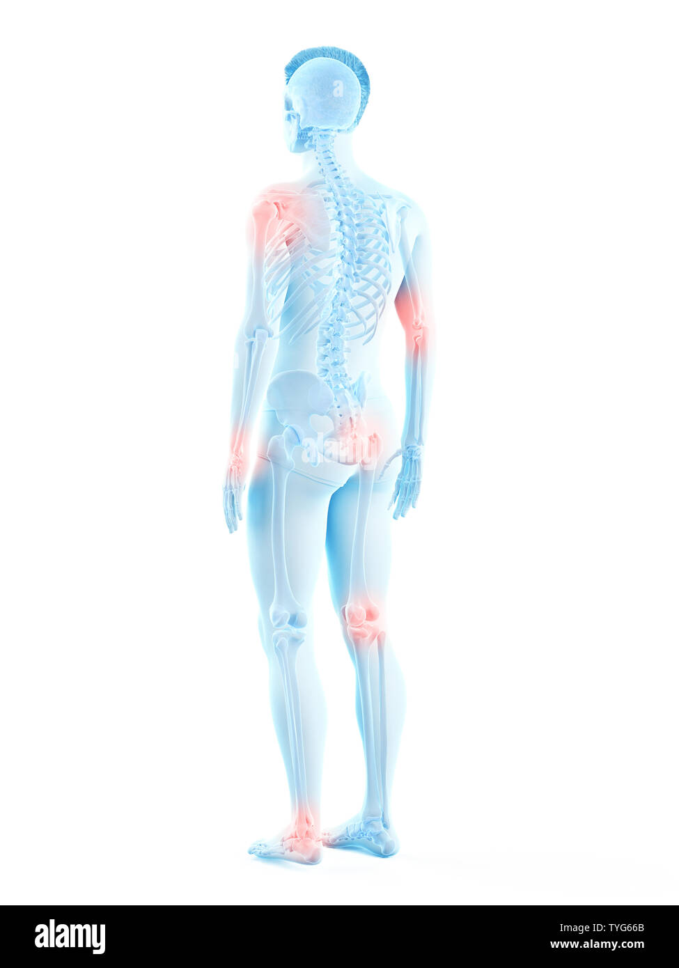 3d shoulder joint Cut Out Stock Images & Pictures - Alamy