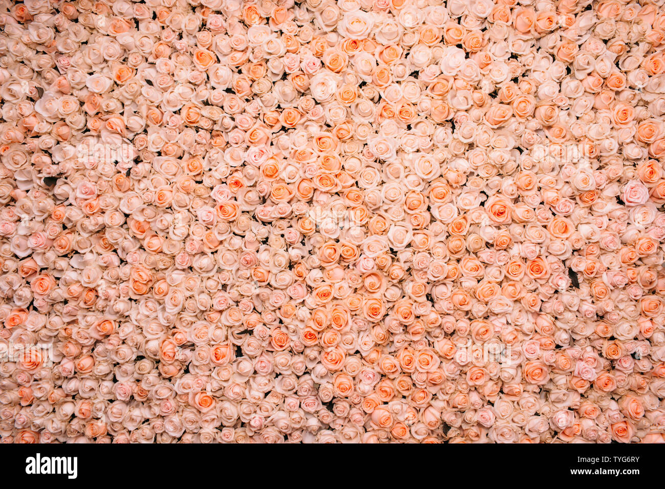 wall pink roses, one thousand flowers top view, background, texture of ...