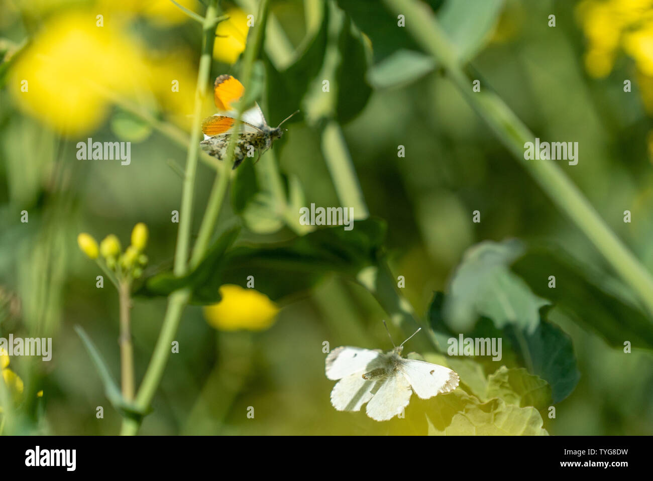 Flying insect mating hi-res stock photography and images - Alamy