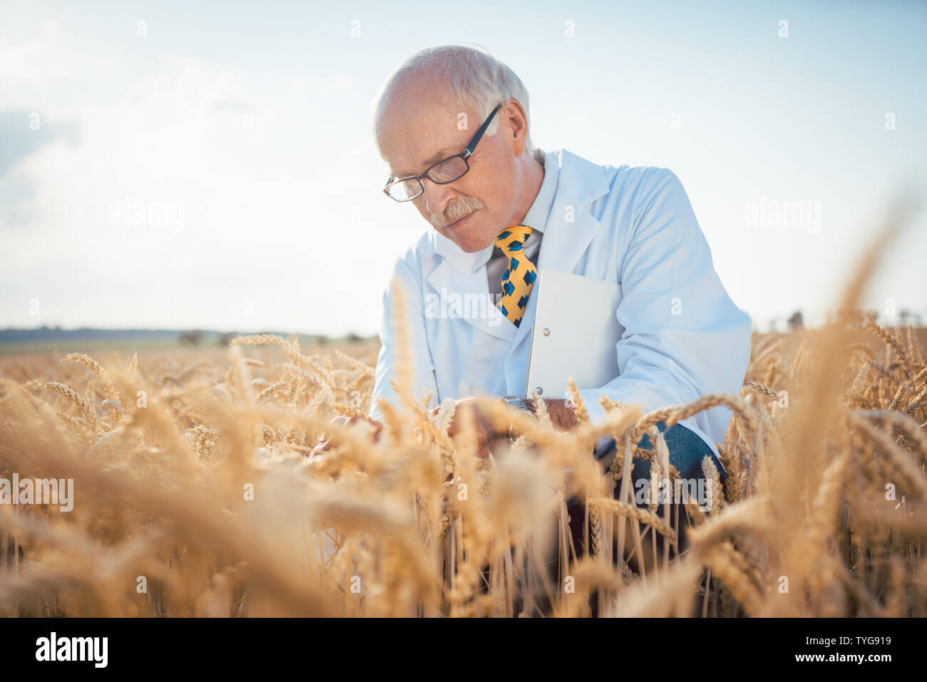 Agricultural scientist looking for quality of new seeds Stock Photo - Alamy