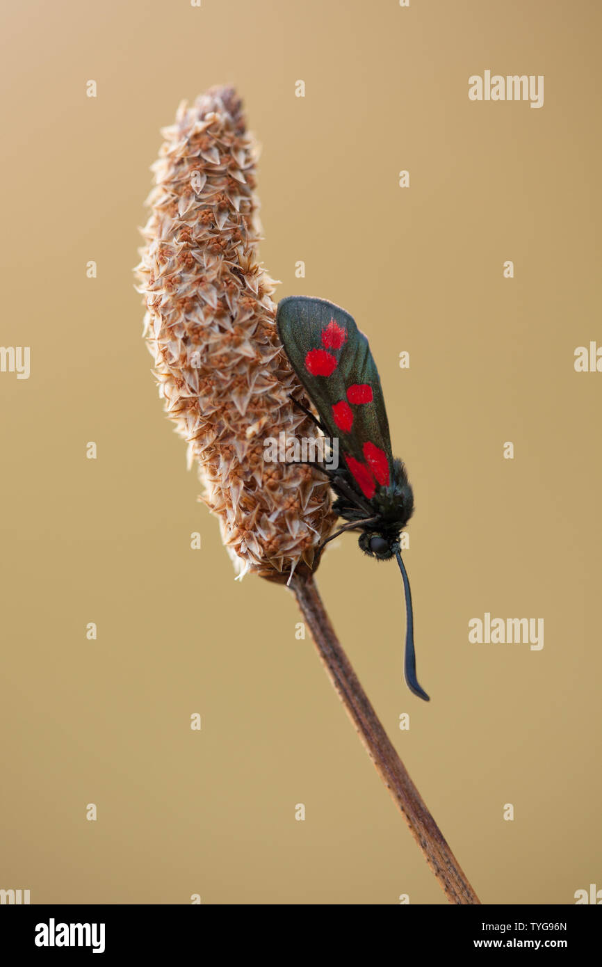 a six spot Burnett moth at rest on a grass stem Stock Photo - Alamy