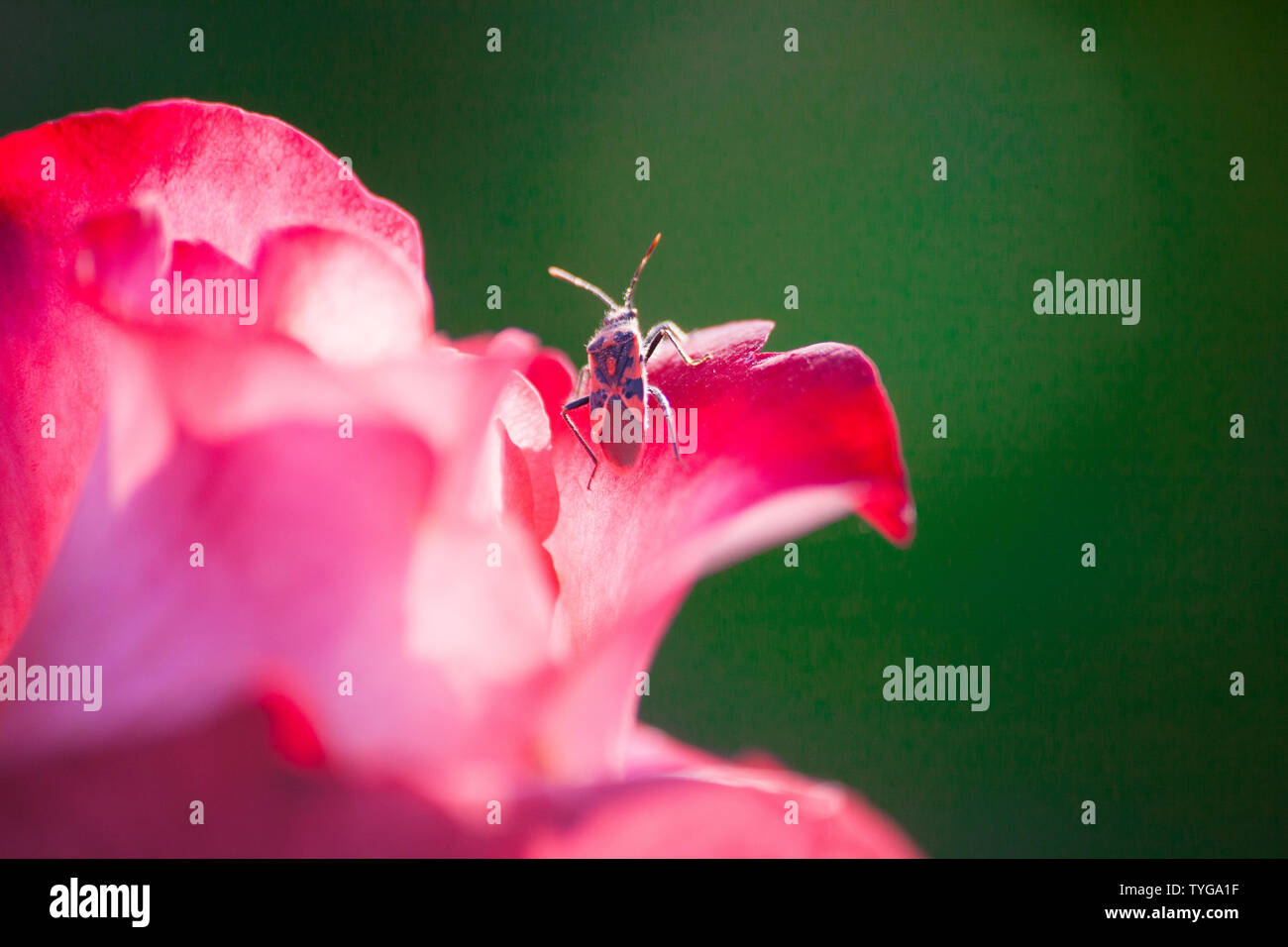 Petals stands hi-res stock photography and images - Alamy