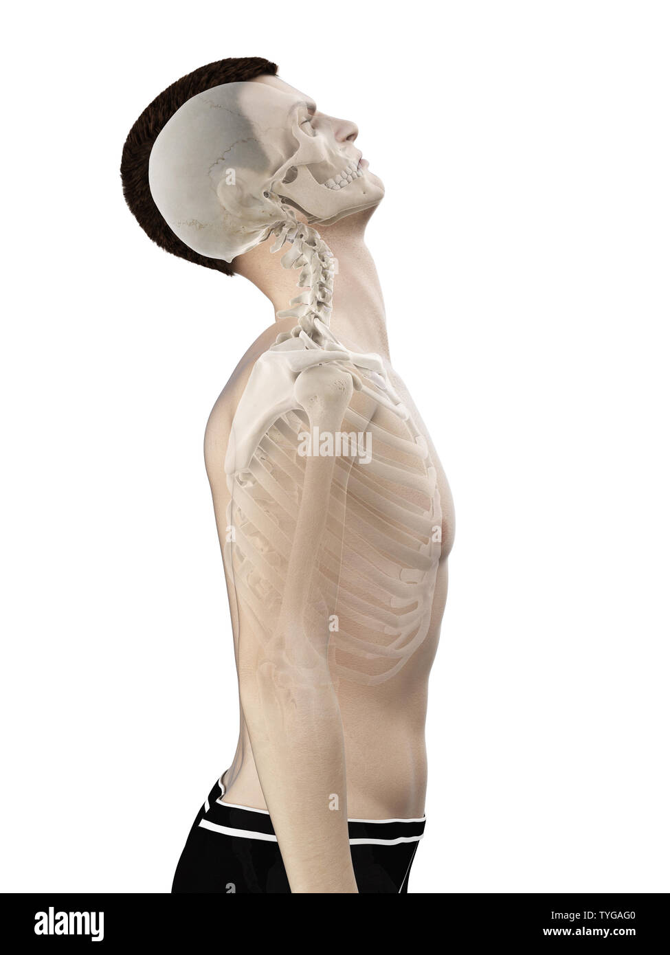 3d rendered medically accurate illustration of a mans neck Stock Photo ...