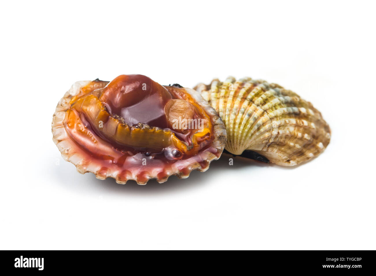 Blood cockles Cut Out Stock Images & Pictures - Alamy